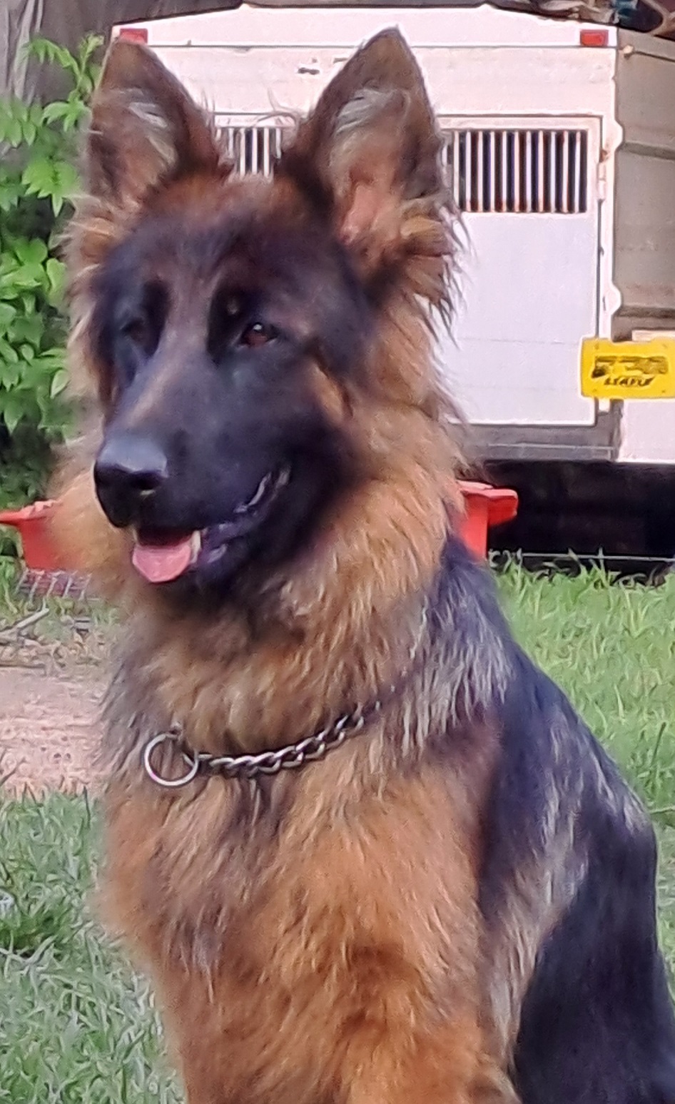 Le Danjoli dogs - Females